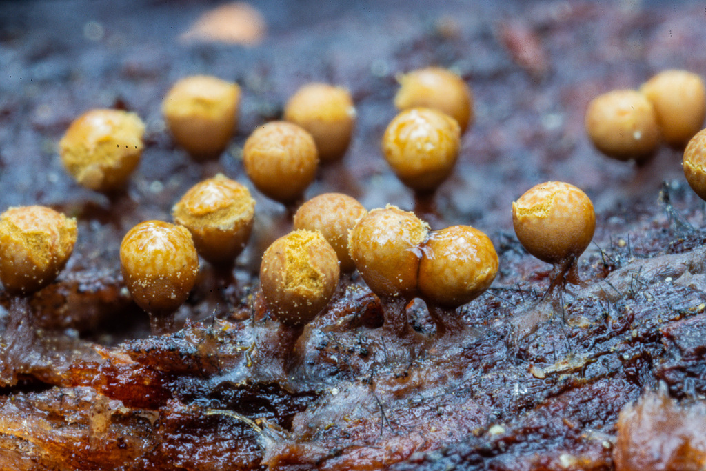 Trichia ambigua from El Dorado County, CA, USA on September 2, 2023 at ...