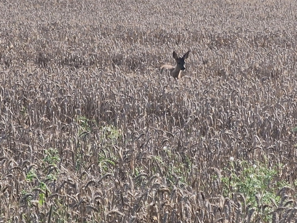 Western Roe Deer from Iron Acton, Bristol BS37 9TD, UK on September 3 ...