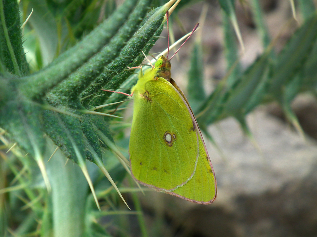 Colias thisoa from Mt Damavand, Mazandaran Province, Iran on June 21 ...