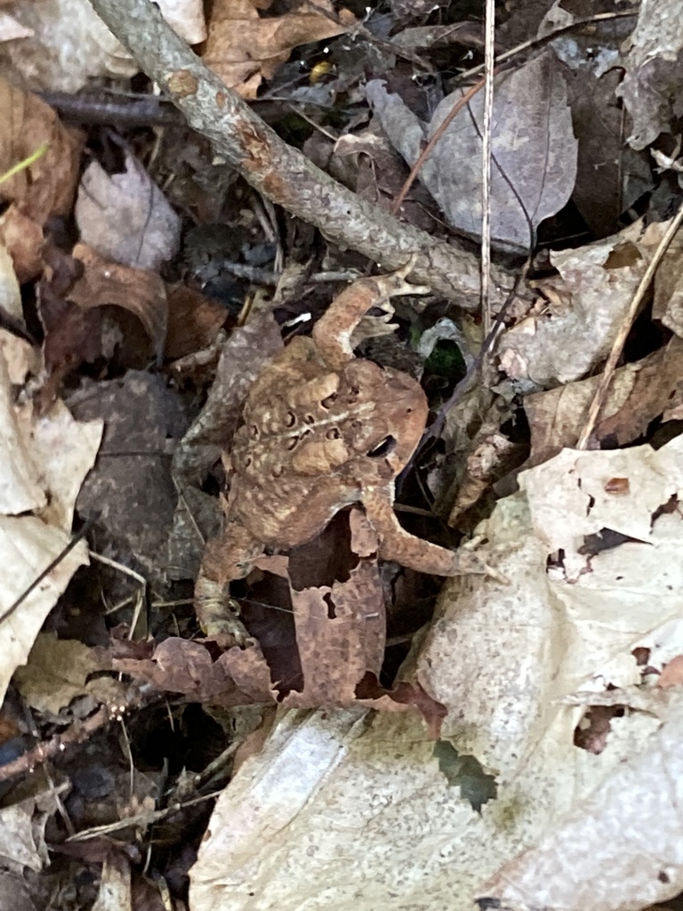 American Toad from Pictured Rocks National Lakeshore, Grand Marais, MI ...