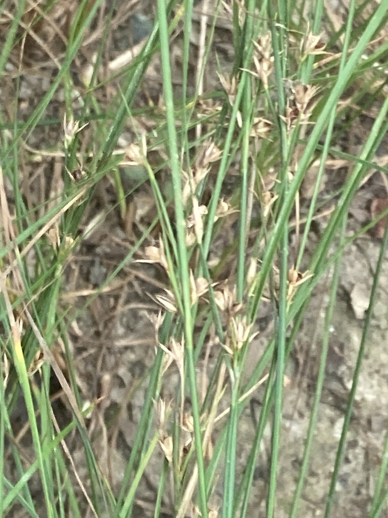 Slender Path Rush from E Withrow St, Oxford, OH, US on September 3 ...