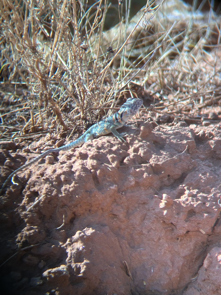 Eastern Collared Lizard from Caprock Canyons State Park & Trailway ...