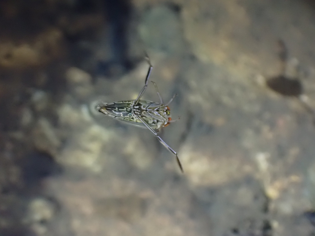 Enithares from 城門郊野公園, 荃灣老圍, 新界, HK on September 3, 2023 at 09:29 PM by ...