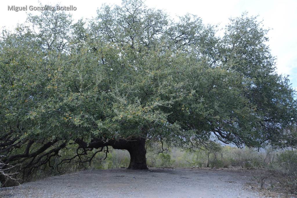 MÉXICO | País Megadiverso | Climas, Flora y Fauna | Page 27 ...