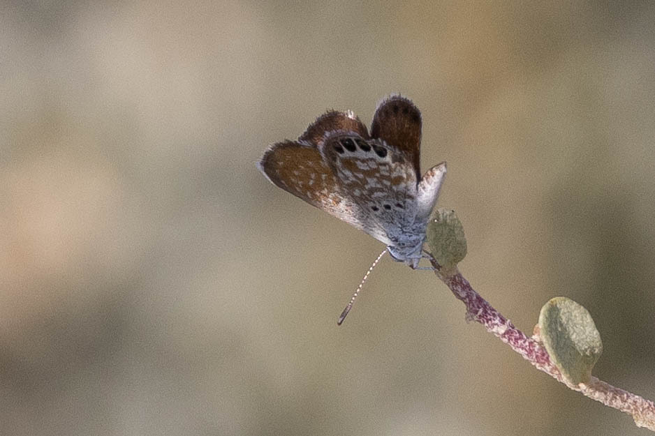 Western Pygmy-Blue from Willcox, AZ 85643, USA on August 22, 2023 at 07 ...