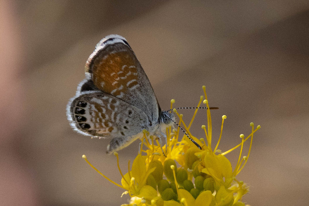Western Pygmy-Blue from Willcox, AZ 85643, USA on August 22, 2023 at 07 ...