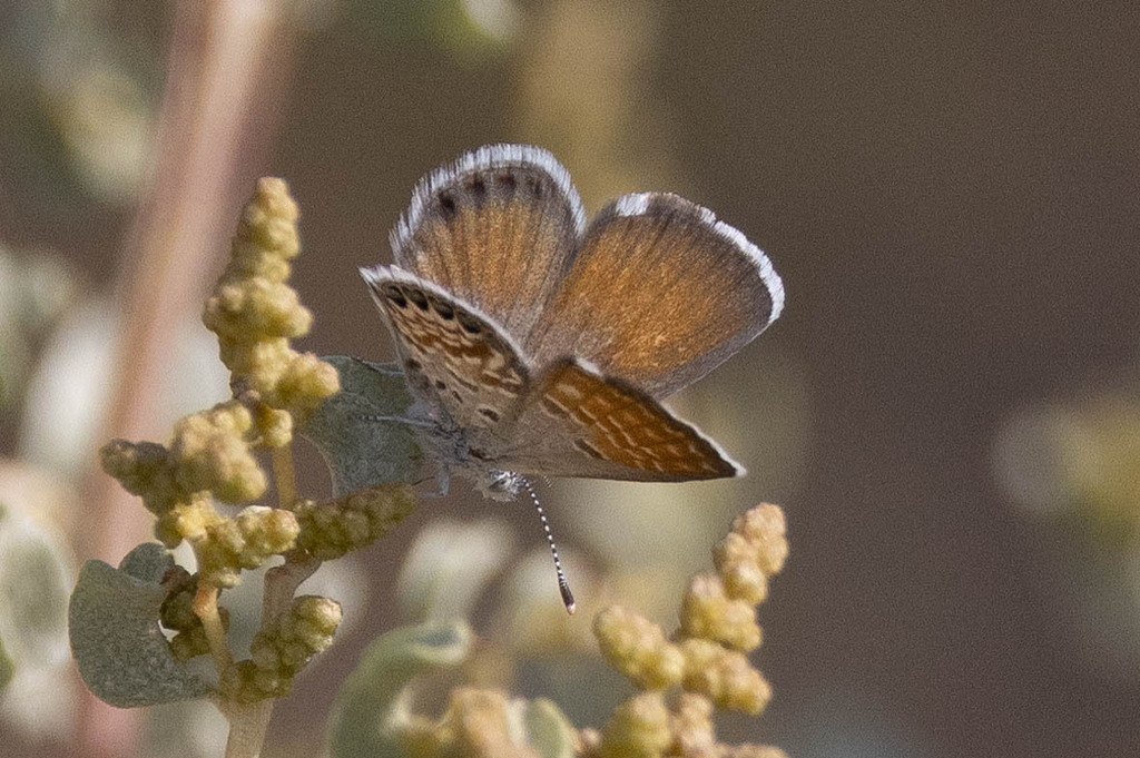 Western Pygmy-Blue from Willcox, AZ 85643, USA on August 22, 2023 at 07 ...