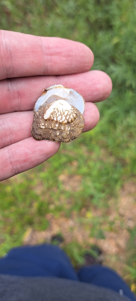 Western Fanshell from Williams Township, MO, USA on September 3, 2023 ...