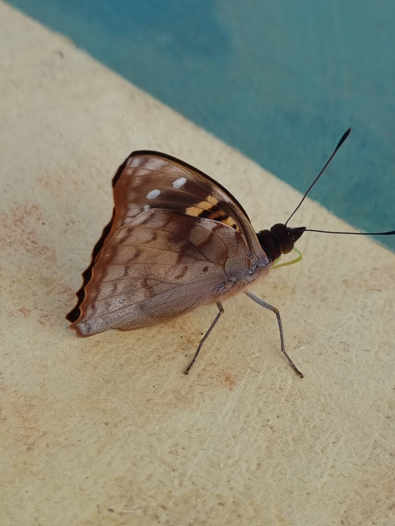 Agathina Emperor from Foz do Iguaçu, PR, Brasil on September 3, 2023 at ...