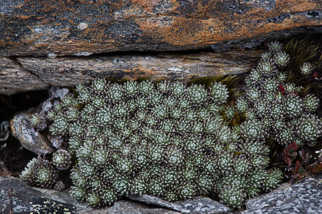 large-flowered mat daisy from Croesus Knob, Southern Paparoa Range, New ...
