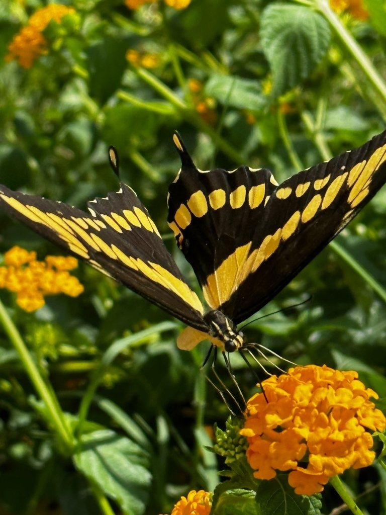 Eastern Giant Swallowtail from Sherman, TX, USA on September 3, 2023 at ...