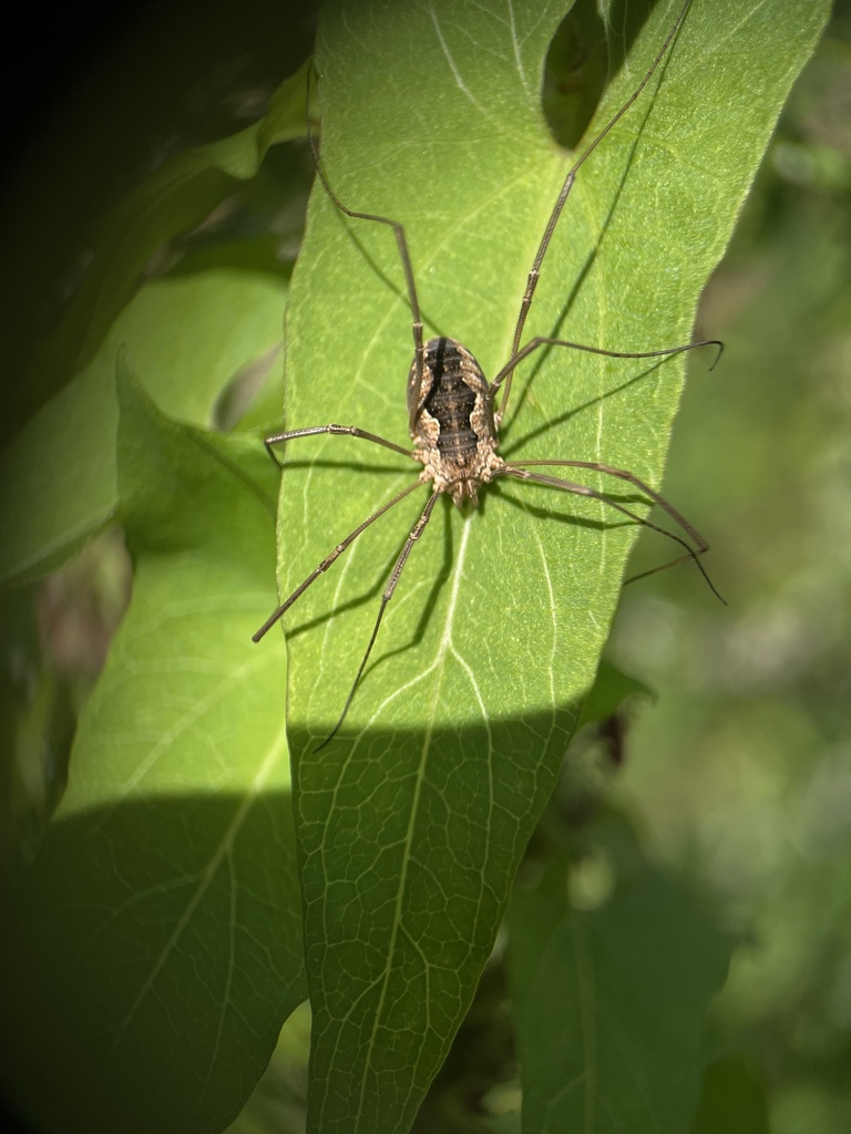 European Harvestman from Kew Gardens, Brentford, England, GB on ...