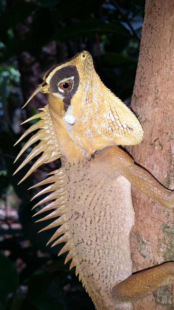 Green Pricklenape in June 2018 by valerio sbordoni. Maschio adulto ...