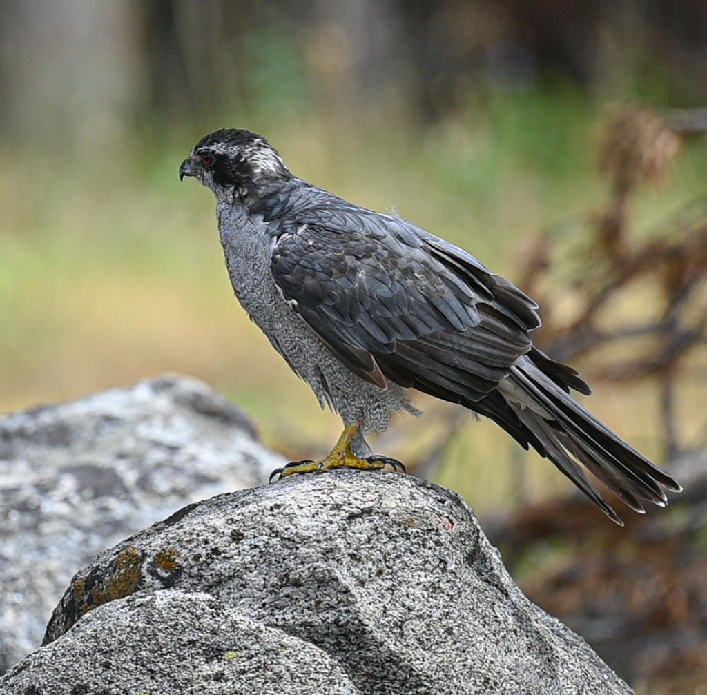 American Goshawk from El Dorado County, CA, USA on September 2, 2023 at ...