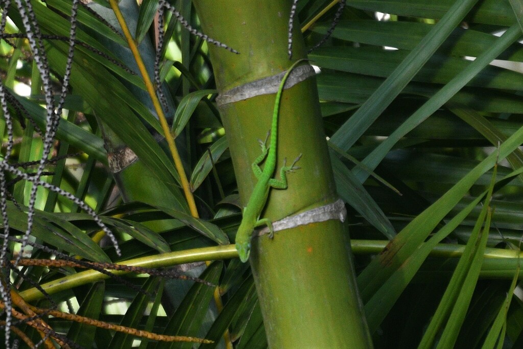 East Dominican Green Anole from El Limón 32000, República Dominicana on ...