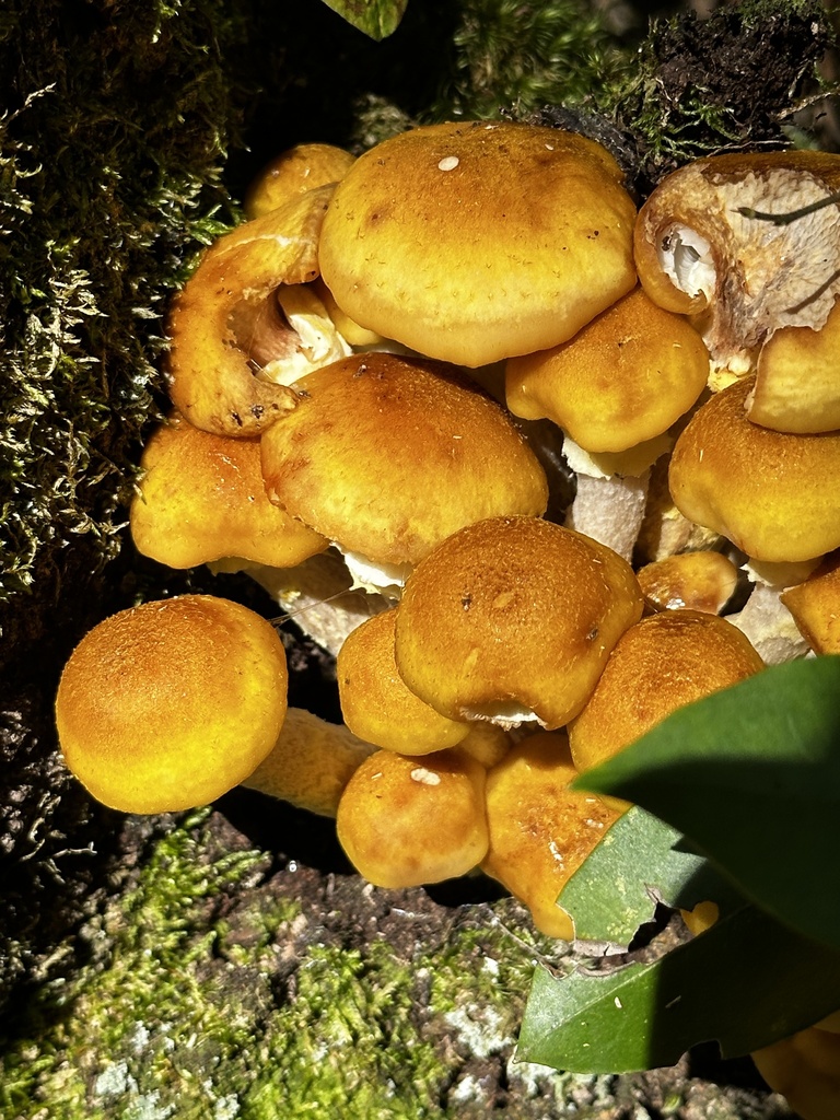 Honey Mushroom from Mashamoquet Rd, Pomfret Center, CT, US on September ...