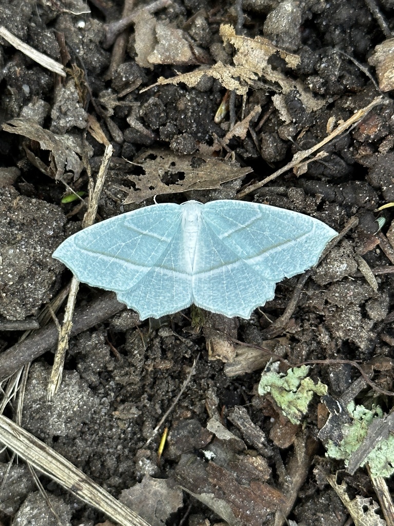 Pale Beauty from Mashamoquet Rd, Pomfret Center, CT, US on September 3 ...