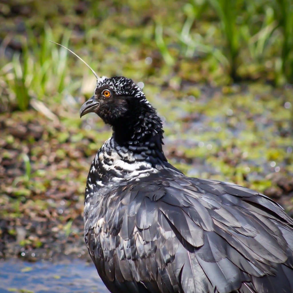 Horned Screamer from Xinguara, PA, Brasil on September 3, 2023 at 01:02 ...