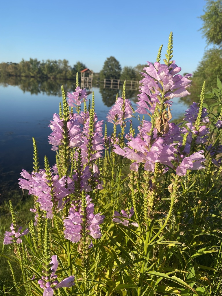 obedient plant from Lanier Rd, Johnston, SC, US on September 3, 2023 at ...