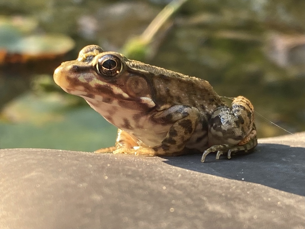Green Frog from Cape Island, West Cape May, NJ, US on September 3, 2023 ...