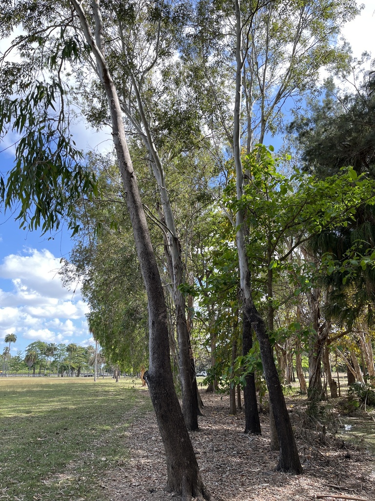 Black ironbox from Ayr, QLD, AU on September 4, 2023 at 09:32 AM by ...
