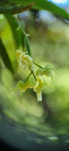 Leochilus leiboldii · iNaturalist United Kingdom