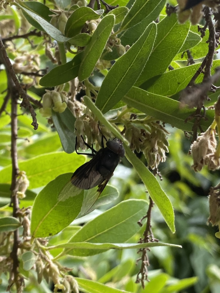 Mexican Cactus Fly from Fullerton Arboretum, Fullerton, CA, US on ...