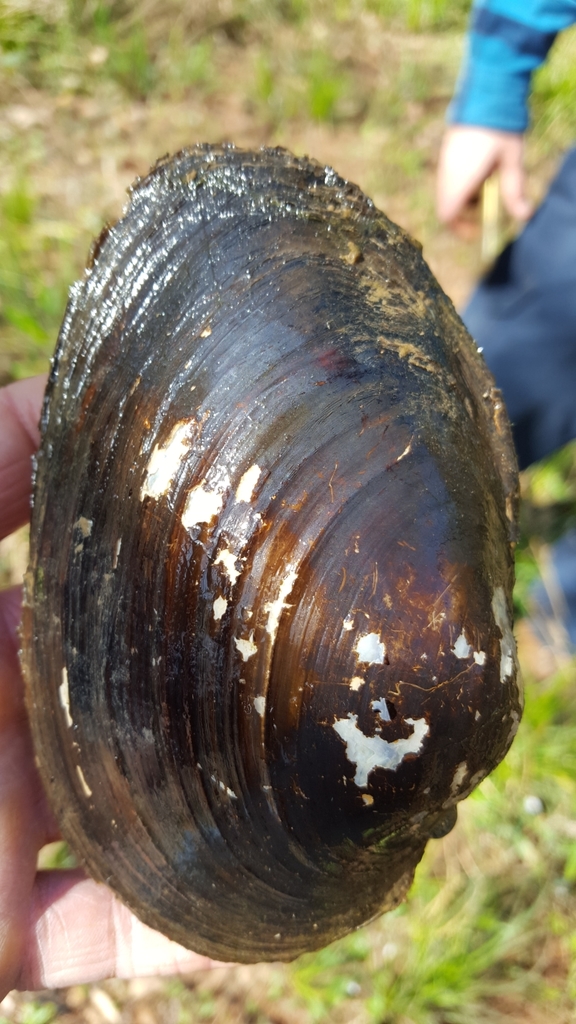 Giant Floater from Spring Creek Pkwy Trail, Humble, TX 77338, USA on ...