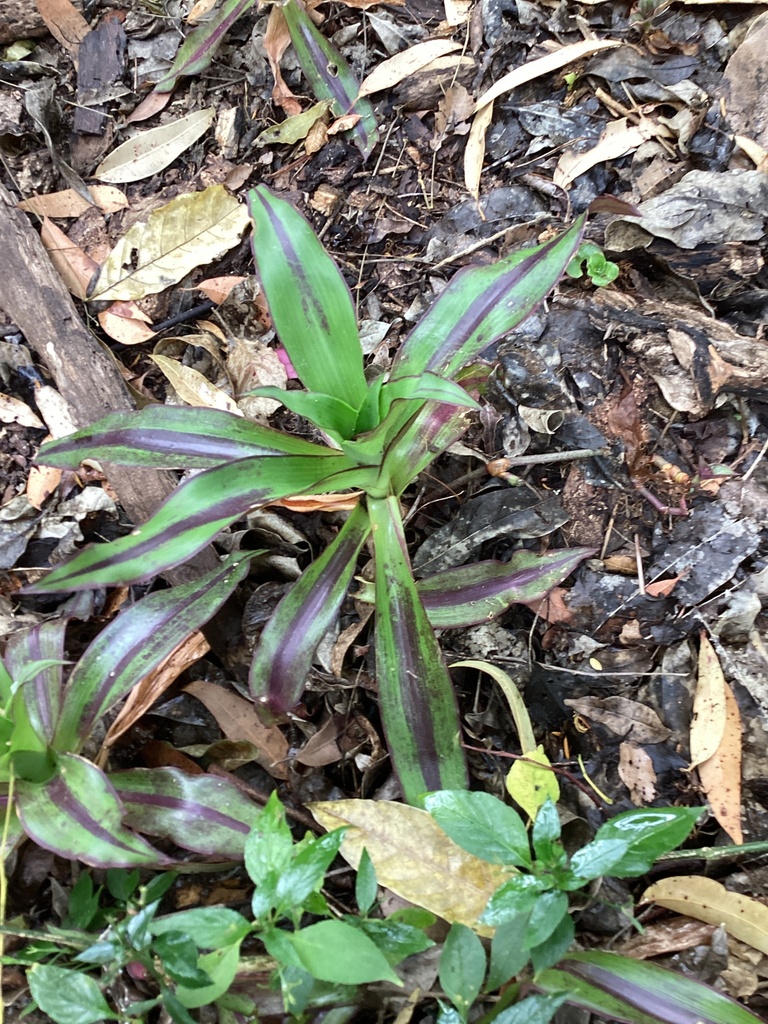 False Bromeliad Plant from Indooroopilly, AU-QL, AU on September 4 ...
