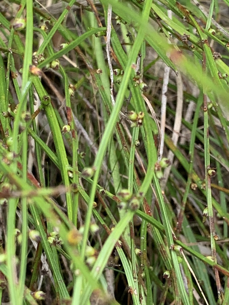 Broom Spurge from Upper Sweetwater Creek Reserve, Frankston South, VIC ...