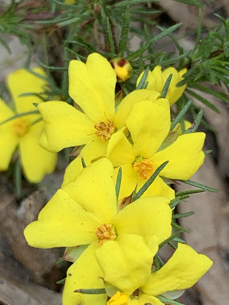guinea-flowers from Upper Sweetwater Creek Reserve, Frankston South ...