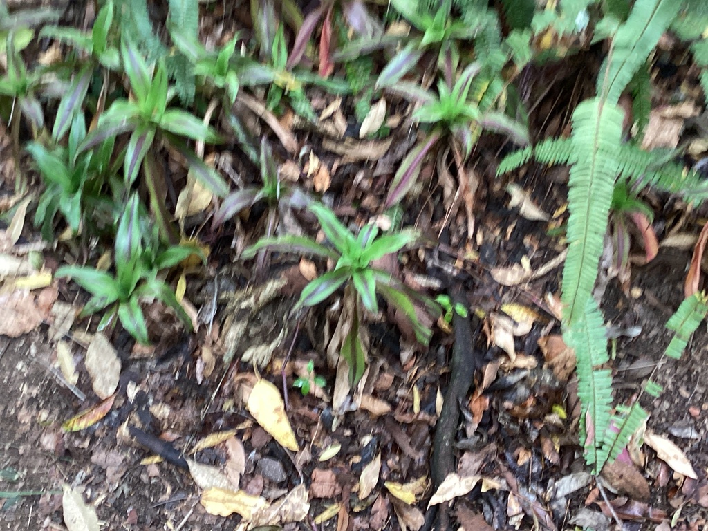 False Bromeliad Plant from Indooroopilly, AU-QL, AU on September 4 ...
