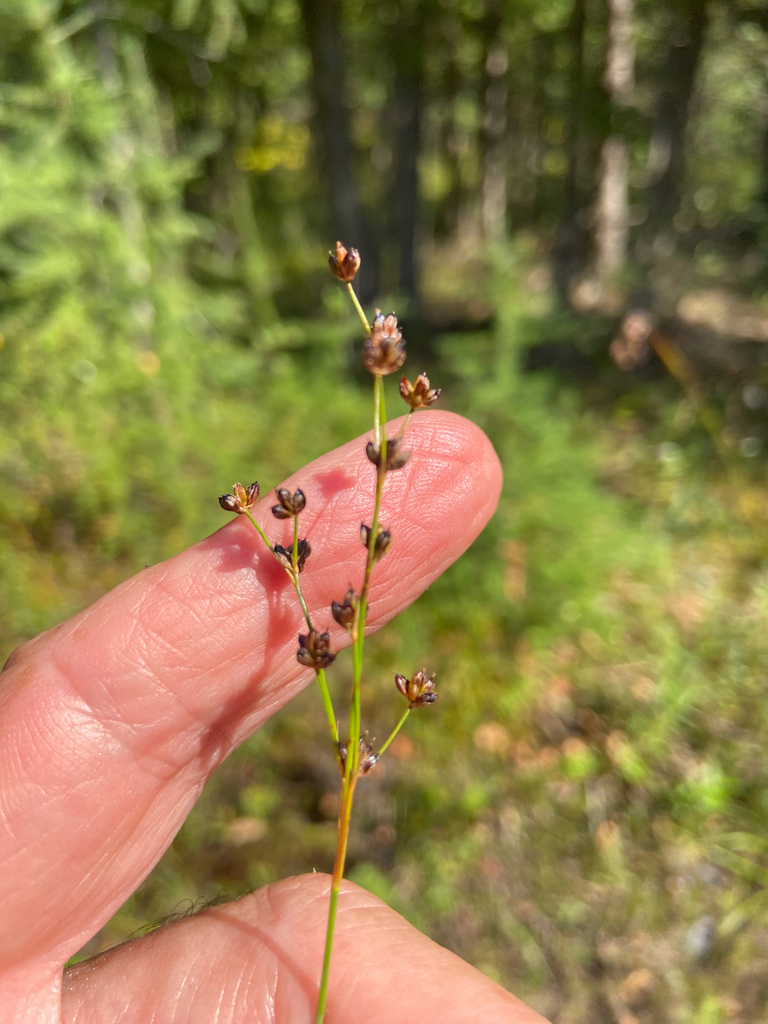 Northern Green Rush from Brasher State Forest, St. Lawrence County, NY ...