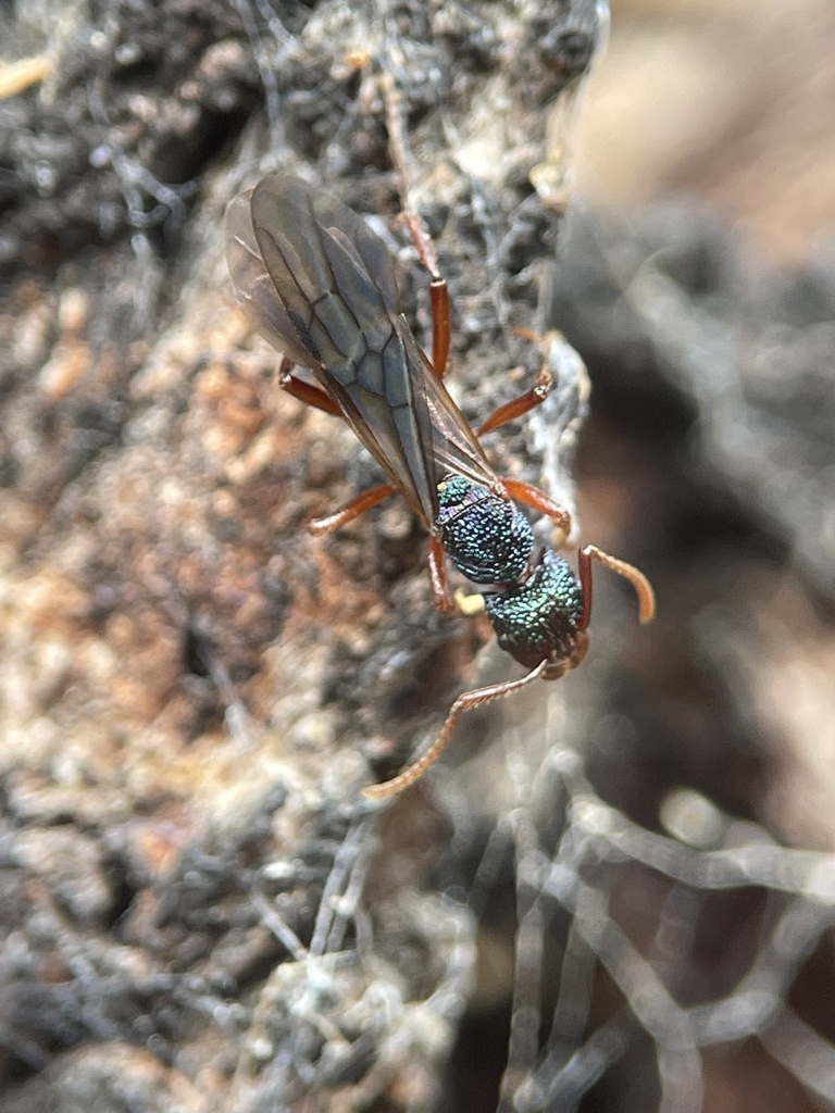 Rhytidoponera aspera from Upper Sweetwater Creek Reserve, Frankston ...