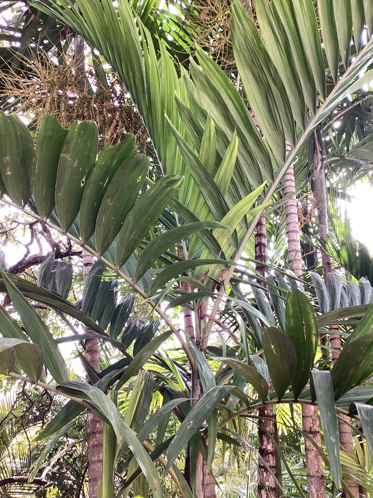 Alexandra Palm from Northwest Inner Brisbane, Indooroopilly, QLD, AU on ...