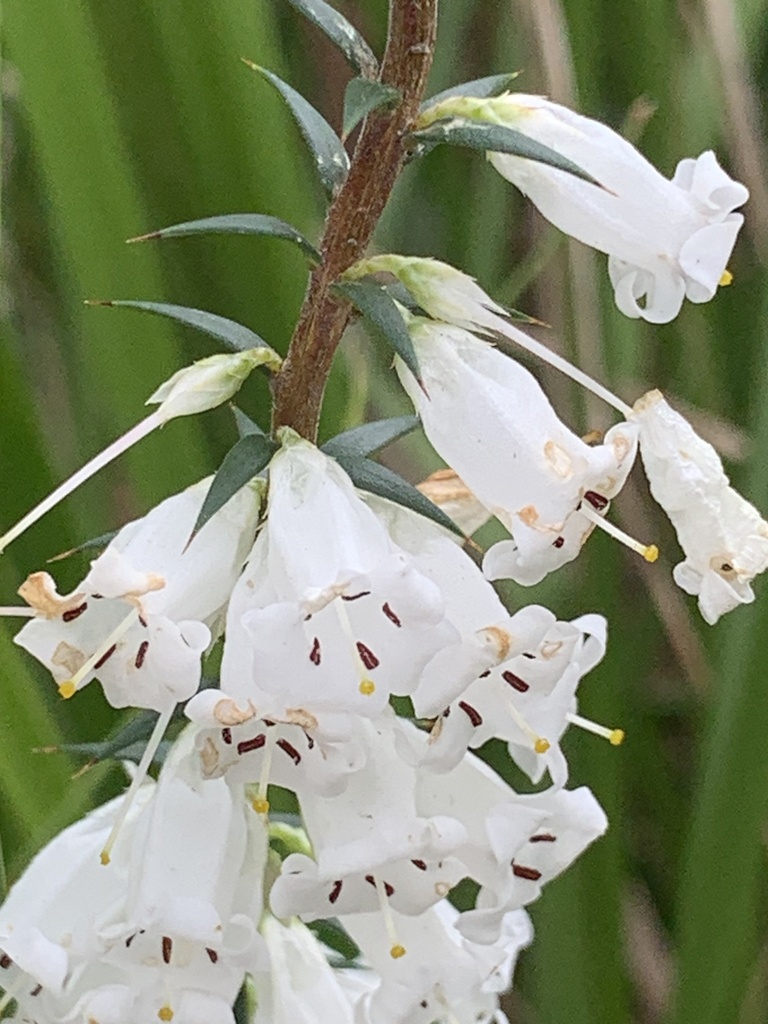 Common Heath from Lawson Ave, Frankston South, VIC, AU on September 4 ...