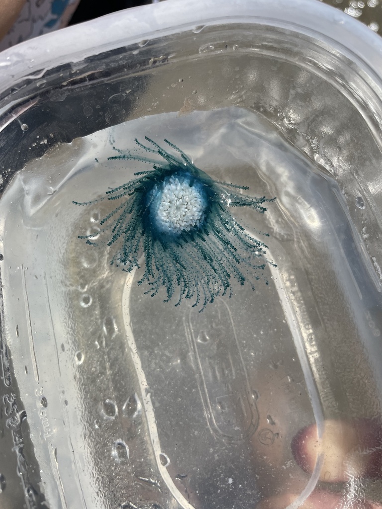 Blue Button from Padre Island National Seashore, TX, US on September 3 ...