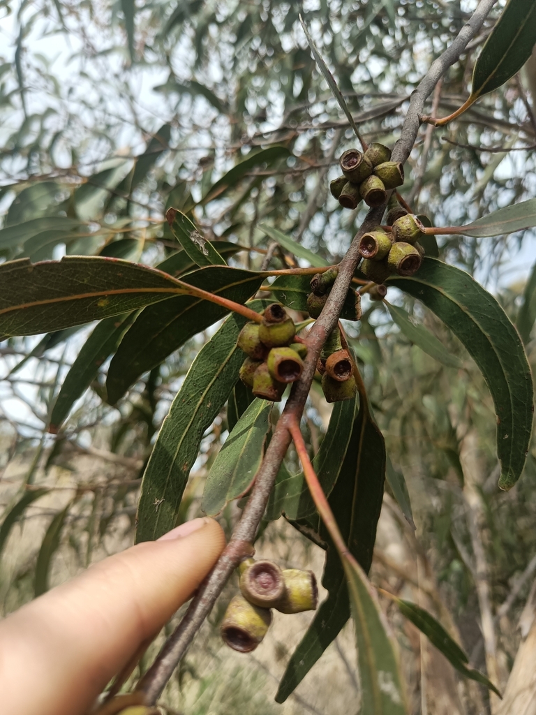 Long-leaved Box from Epping VIC 3076, Australia on September 4, 2023 at ...