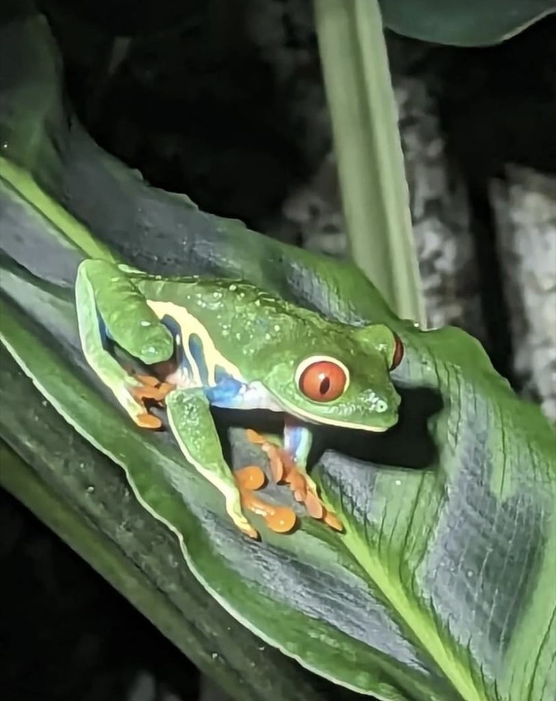 Red-eyed Tree Frog from Bosque Nuboso Monteverde, Puntarenas, CR on ...