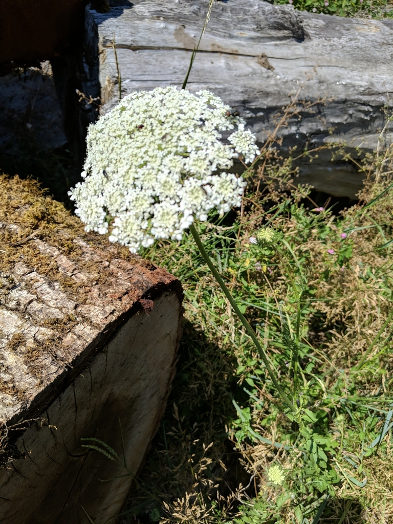 Apioideae from Jefferson, OR 97352, USA on July 6, 2021 at 02:33 PM by ...