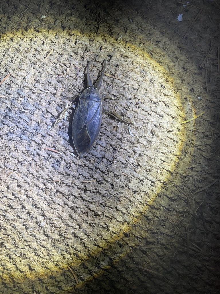 American Giant Water Bug from Glen Eagles Rd, Cowichan Valley, BC, CA ...