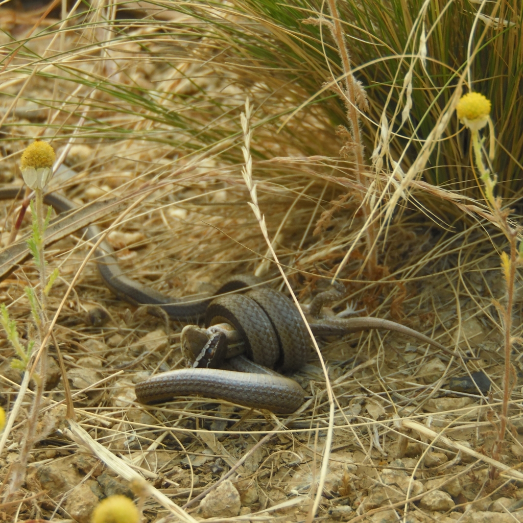 Chilean Green Racer from El Quisco, Valparaíso, Chile on December 29 ...