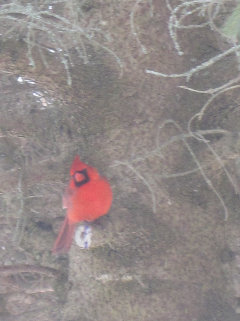 Northern Cardinal from Nottawa, MI, USA on February 19, 2019 at 10:58 ...
