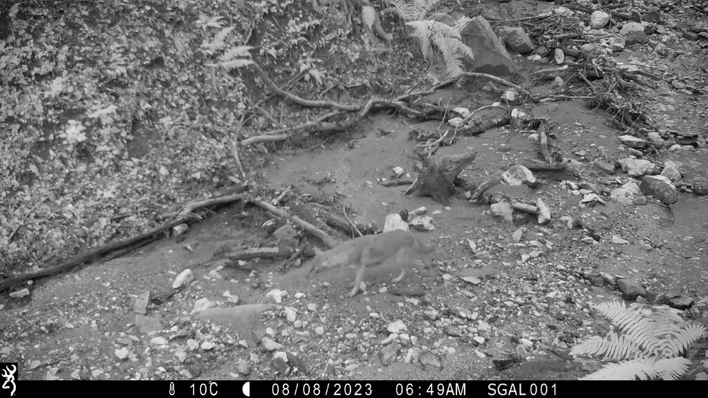 Golden Jackal from Voćin, Croatia on August 8, 2023 at 08:49 AM by ...