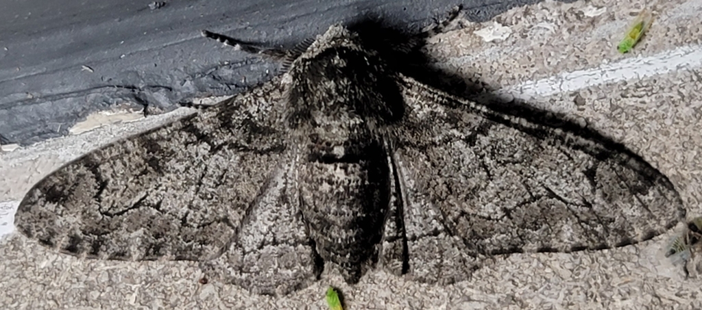 Peppered Moth from Wayne on September 3, 2023 at 09:12 PM by -alaimins-. X BugGuide · iNaturalist