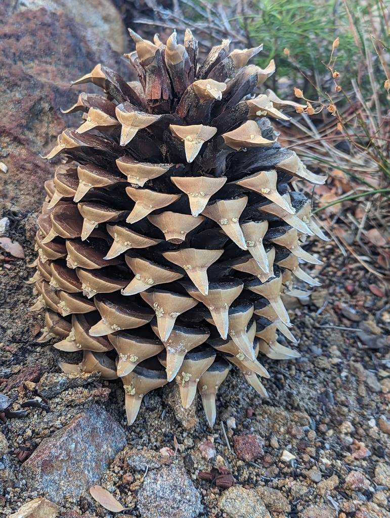 Coulter pine from Combs Peak on September 3, 2023 at 05:17 PM by Camila ...