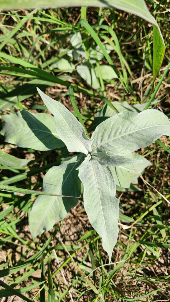Grey African Snakeroot from Malukazi, Malagazi, 4066, South Africa on ...