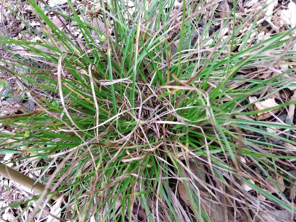 grassland sedge from Monbulk VIC 3793, Australia on September 4, 2023 ...