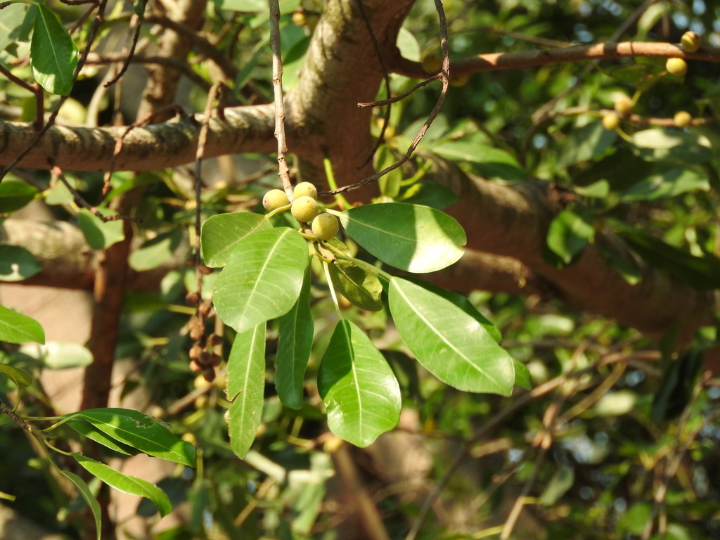 Common Wild Fig from Ehlanzeni District Municipality, South Africa on ...