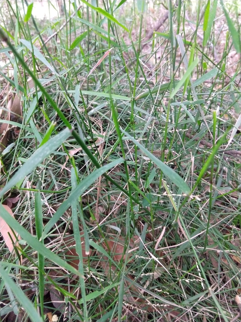 Forest Wire-grass from Monbulk VIC 3793, Australia on September 4, 2023 ...